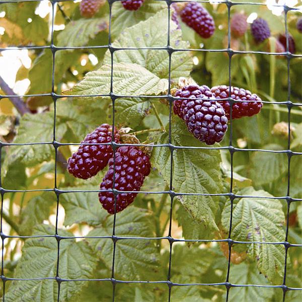 Fruit Cage Wall Netting | Mainframe Direct – Main Frame Direct